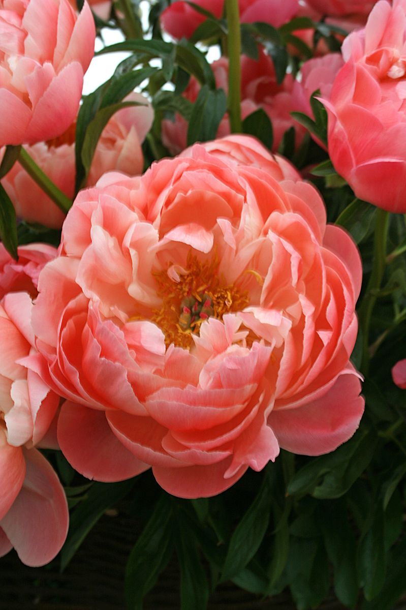 Coral Sunset 3-5 eye Peony root (Paeonia lactiflora "Coral Sunset")
